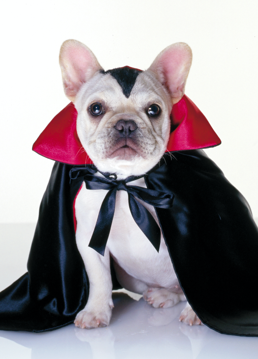 Personalised Cute Vampire French Bulldog Halloween Card – Hallmark