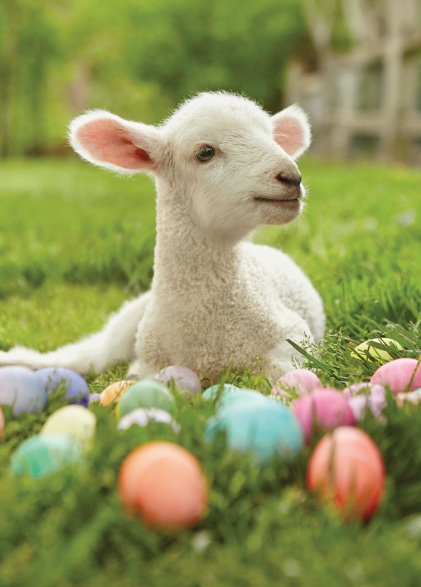 Personalised Lamb And Colourful Eggs Easter Card | Hallmark UK