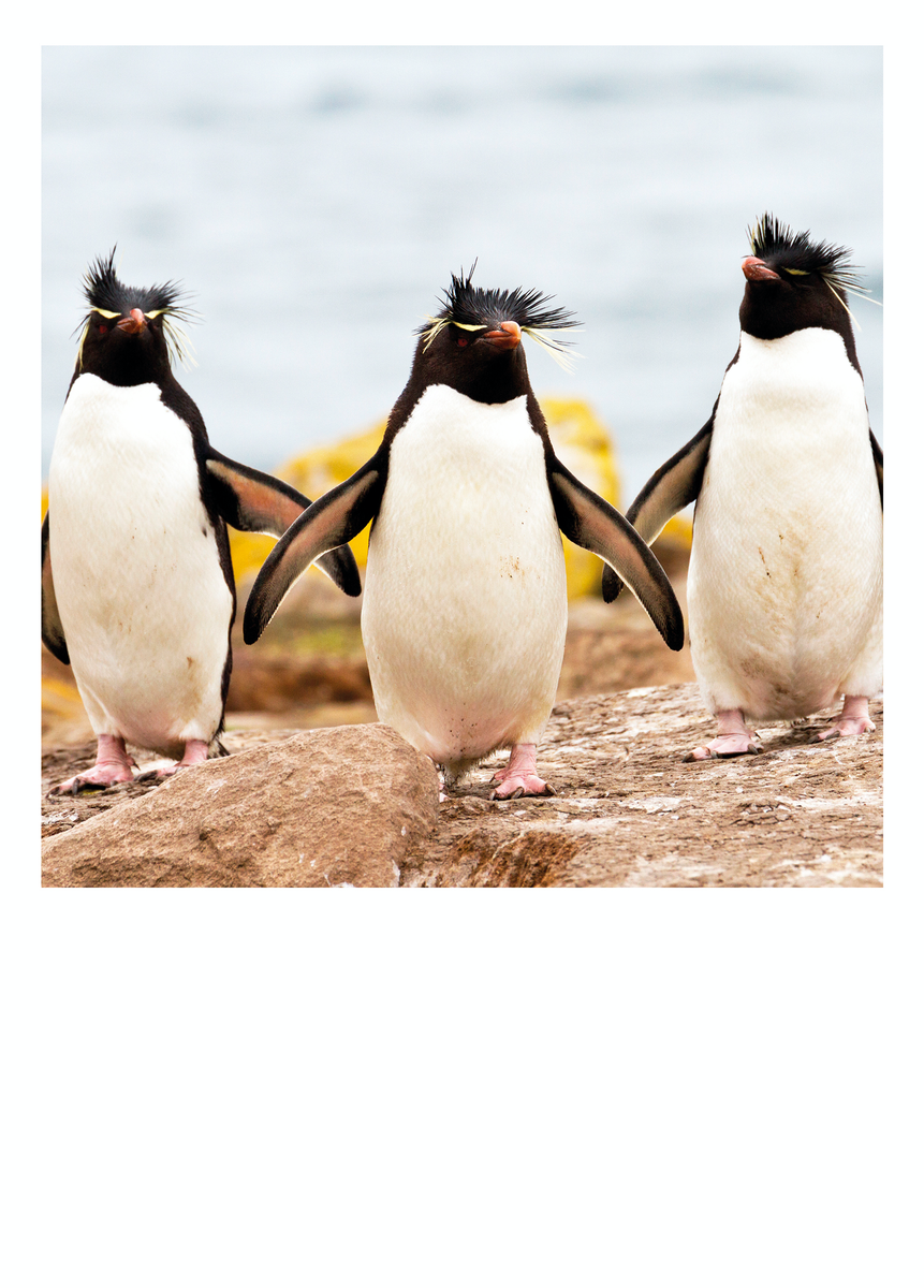 Personalised Penguins In Arctic Card – Hallmark